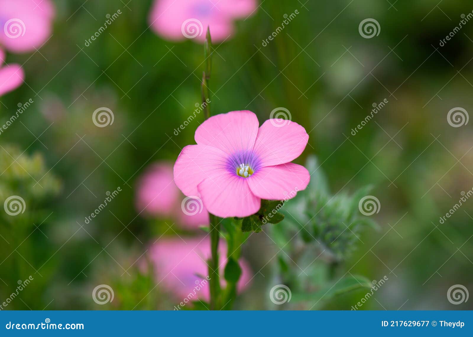 Linum Pubescens Stock Image Image Of Purple White 217629677