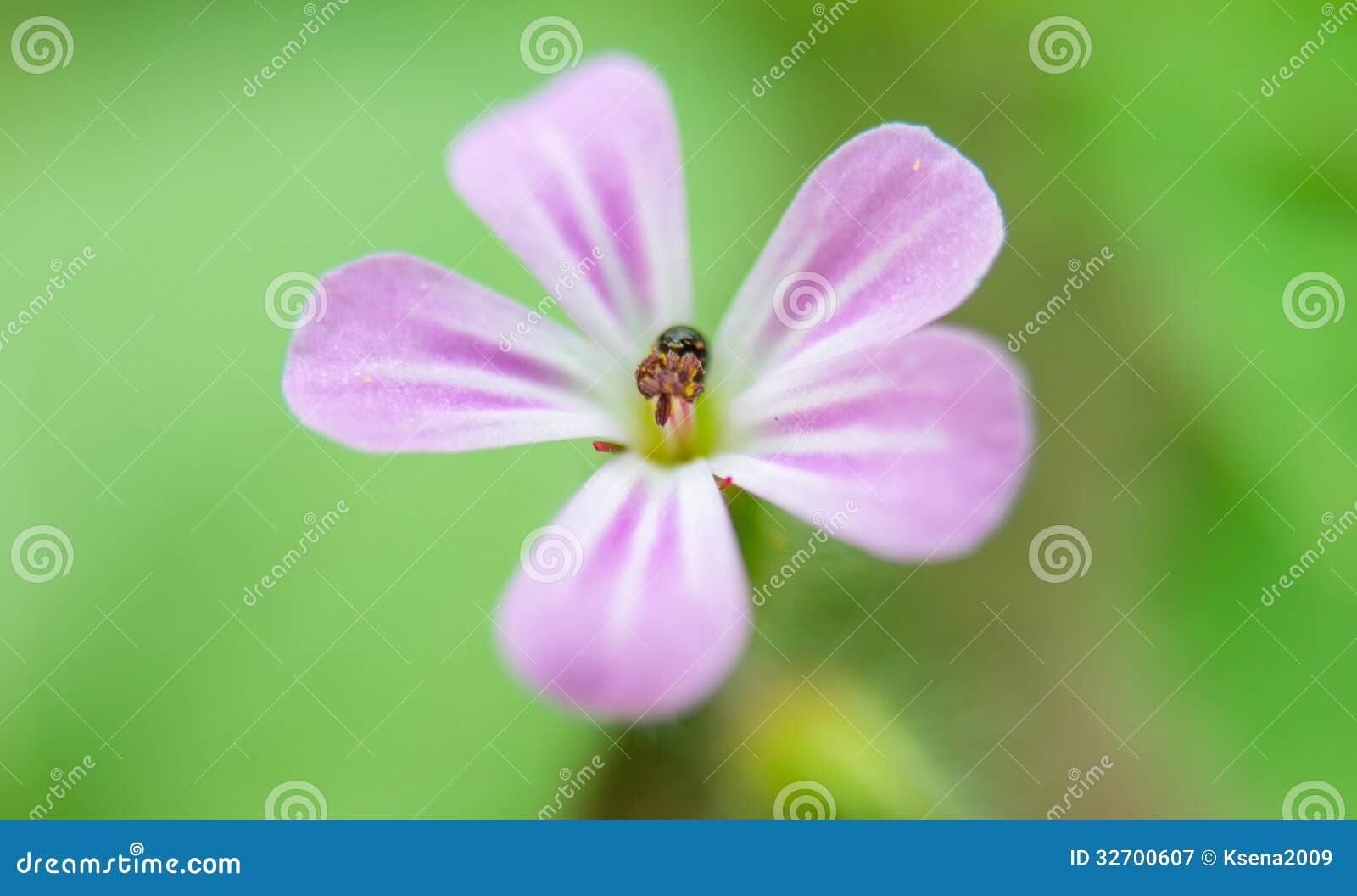 Pink Little Flower Blooming Stock Image - Image of cute, idyllic: 32700607