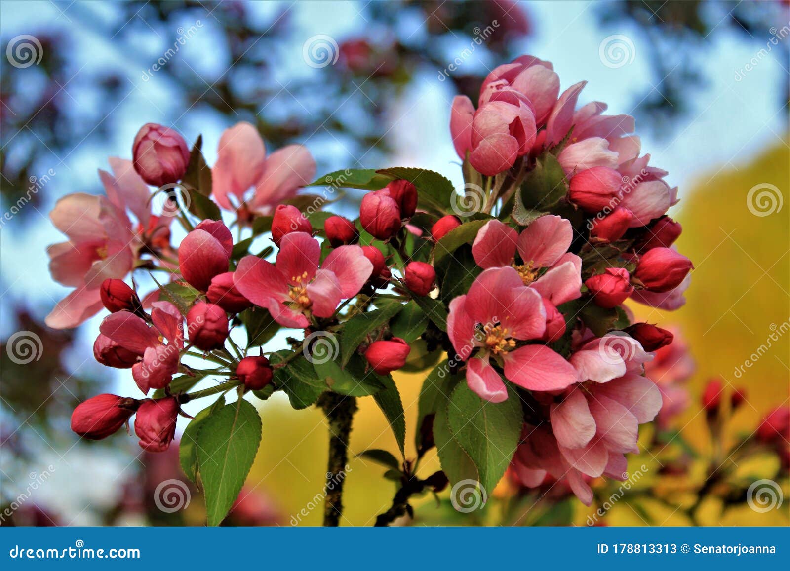 Pink Little Flowers on the Tree Stock Image - Image of spring, april ...