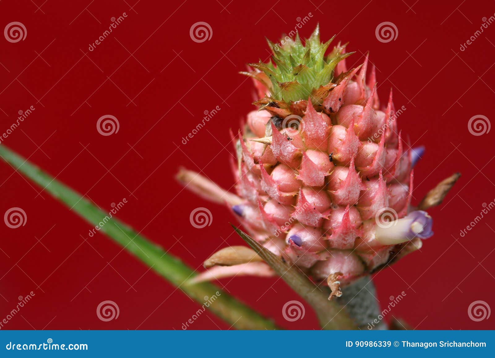 Pink little pineapple. stock image. Image of beautiful - 90986339