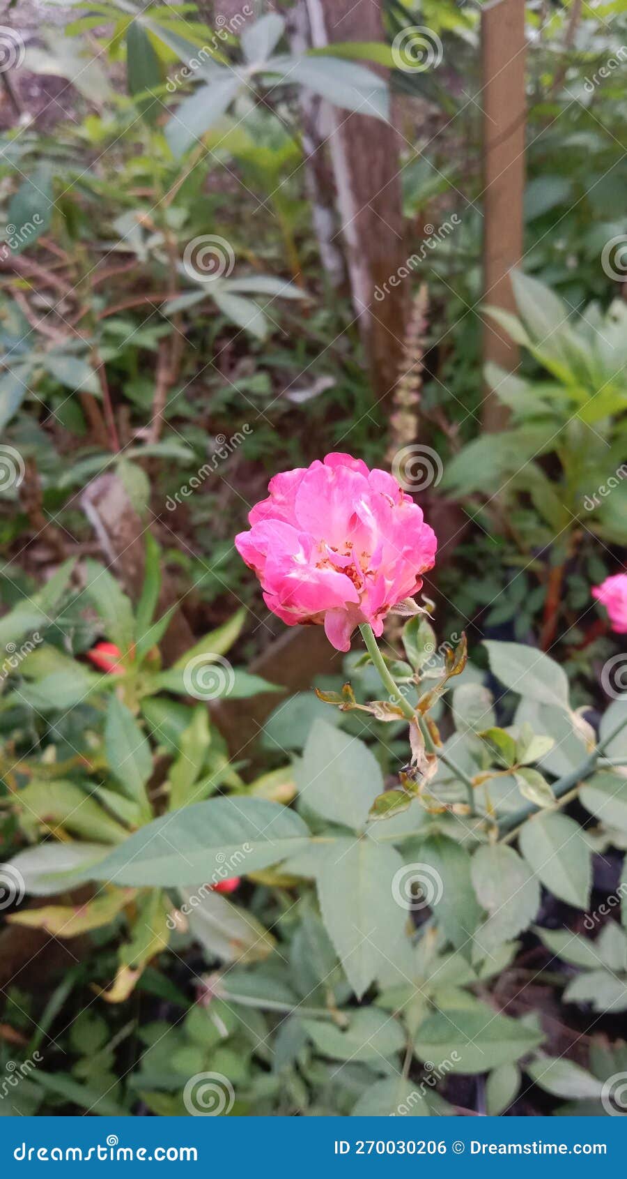 Pink Little Rose in My Garden Stock Photo - Image of little, pink ...
