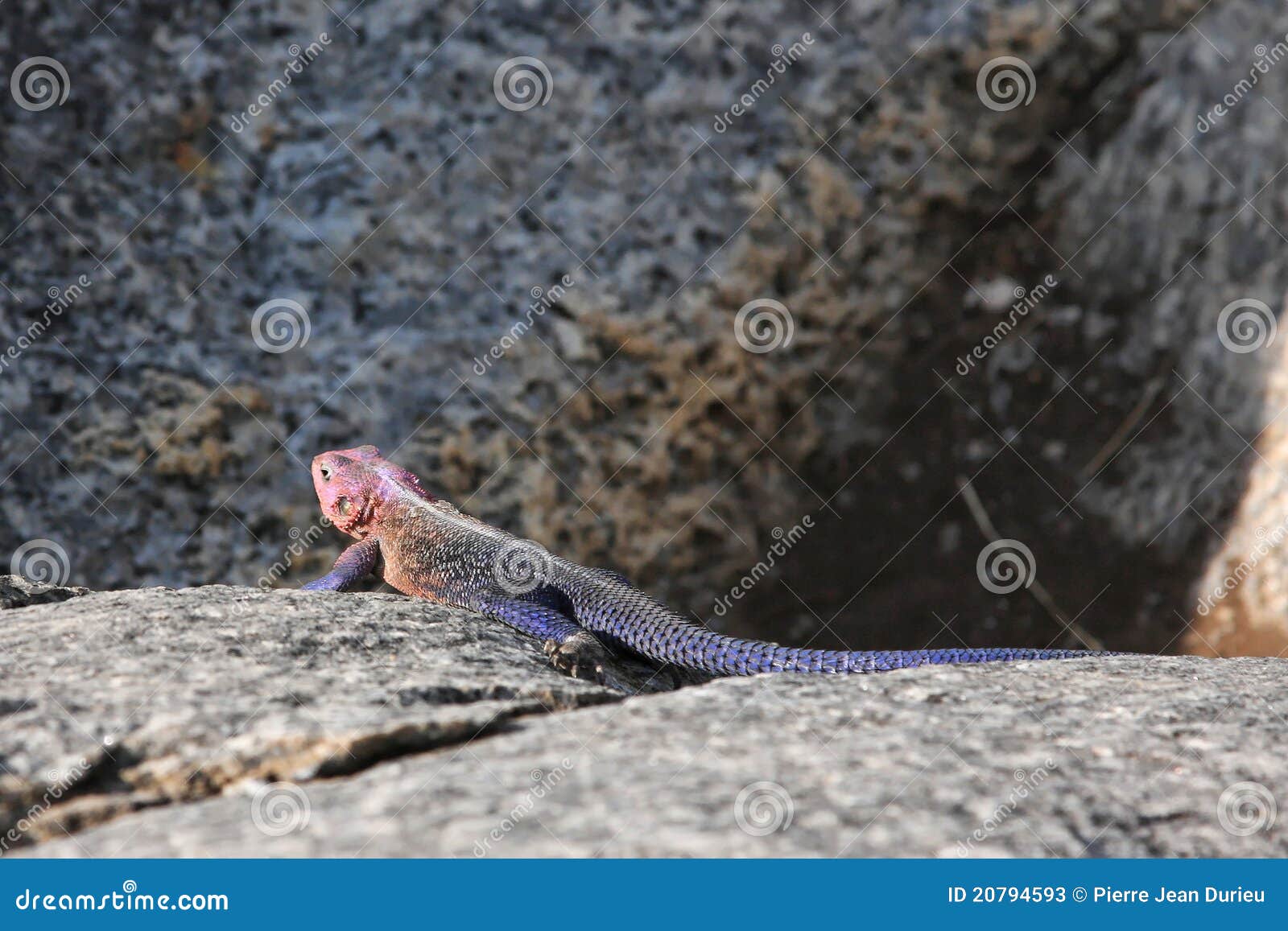 Pink lizard stock image. Image of serengeti, nature, mwanzae - 20794593
