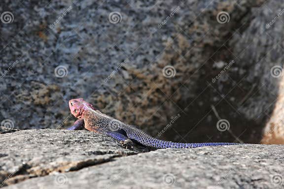 Pink lizard stock image. Image of serengeti, nature, mwanzae - 20794593