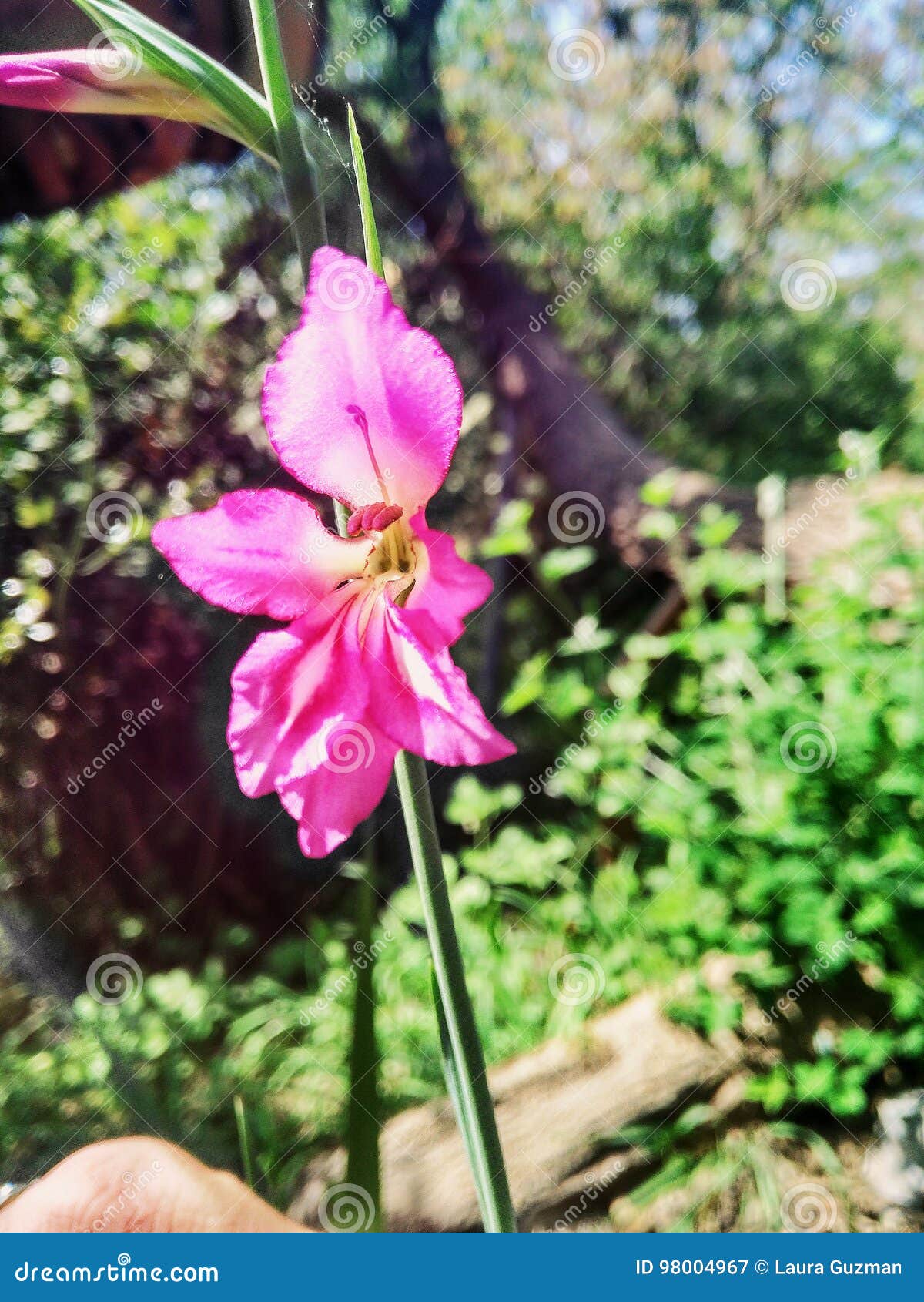 Pink lonely flower stock image. Image of lonely, unfocused - 98004967