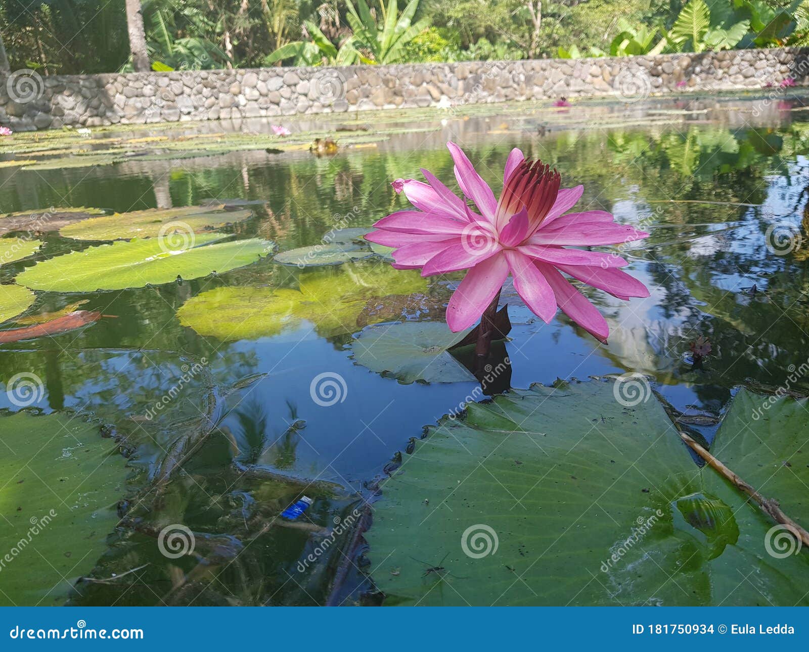 Pink Lotuc Flower Stock Photos - Free & Royalty-Free Stock Photos from ...