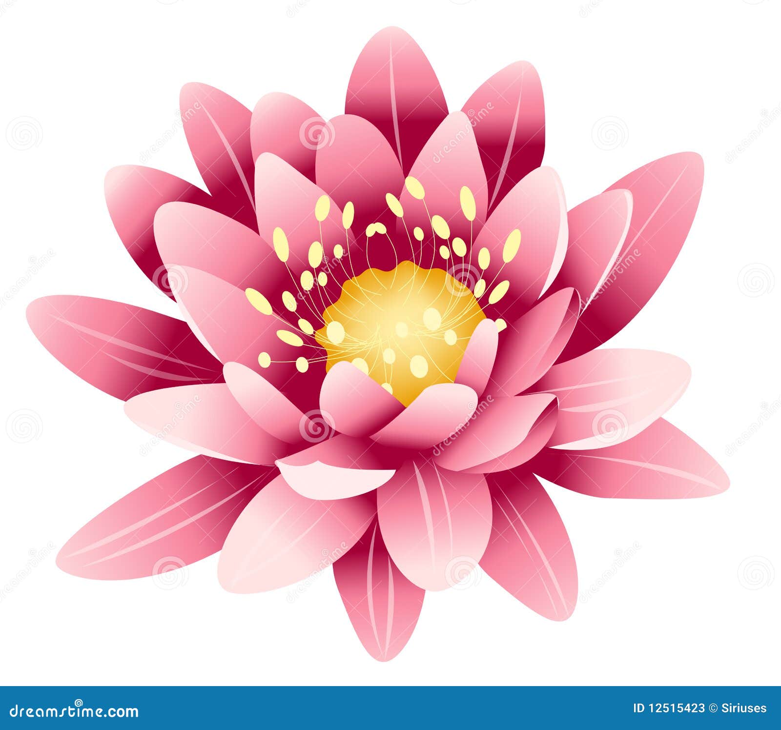 Pink lotus stock illustration. Illustration of botany - 12515423