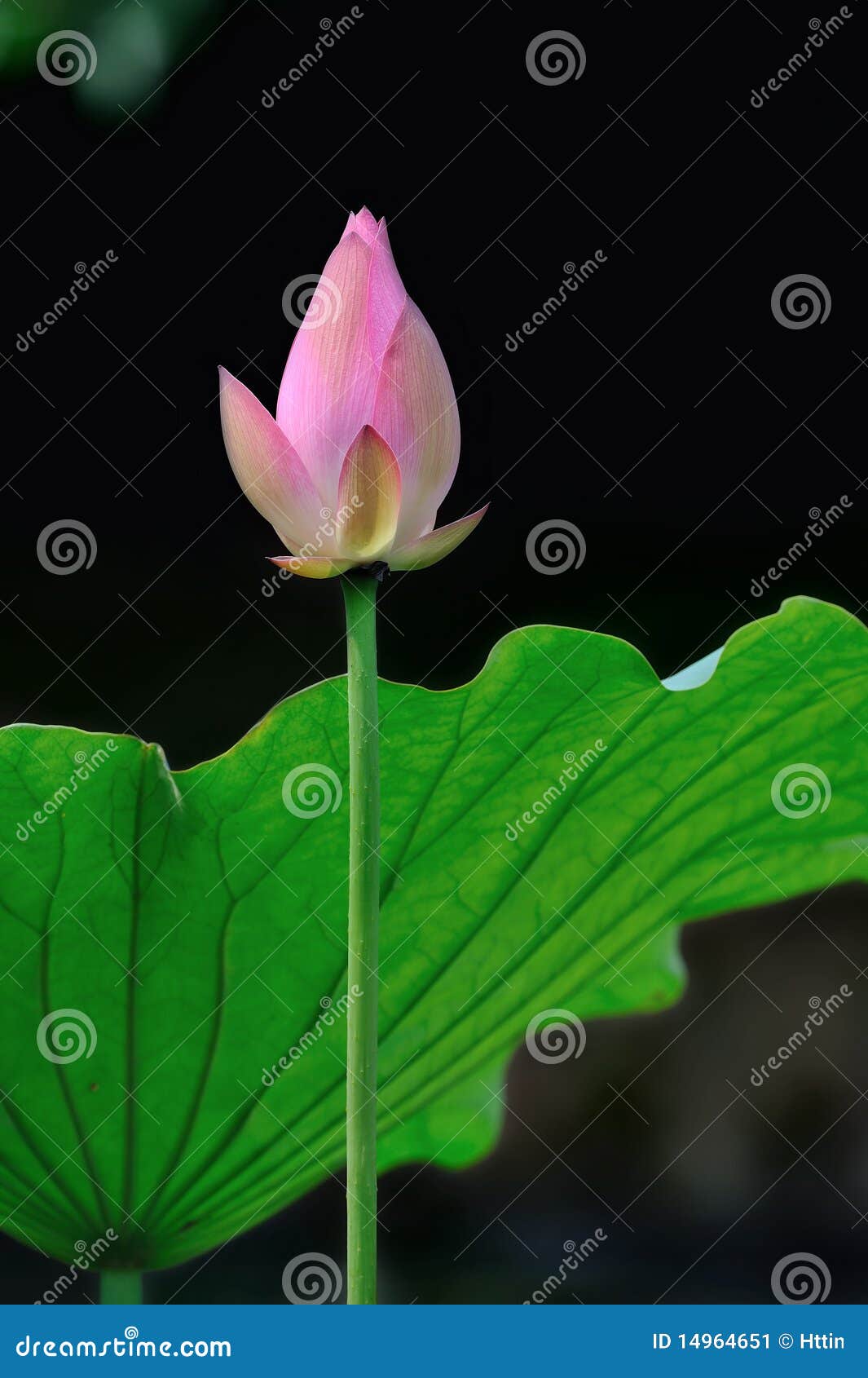 Pink lotus stock image. Image of asian, beauty, book - 14964651