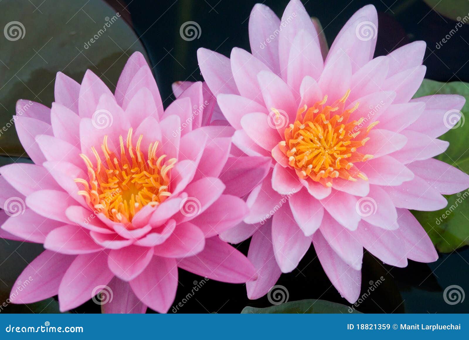 Pink lotus. stock image. Image of detail, floral, colors - 18821359