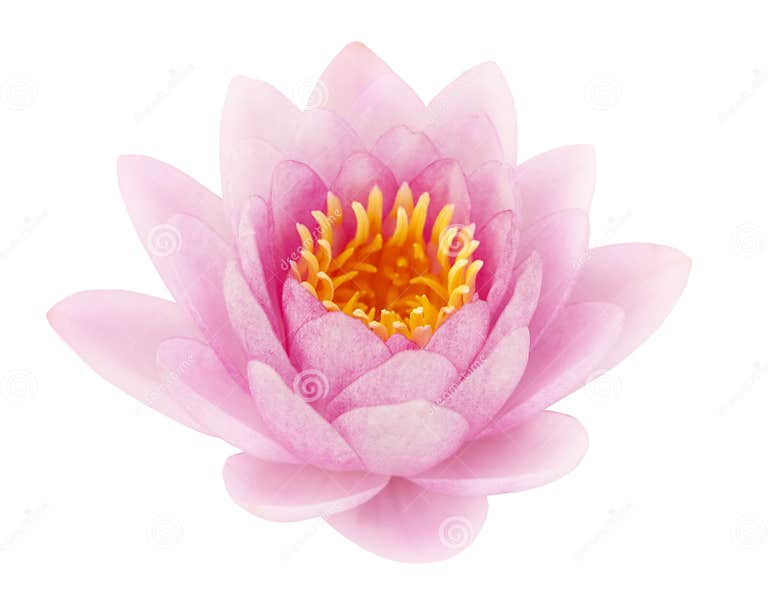 Pink lotus stock photo. Image of closeup, isolated, freshness - 20828154