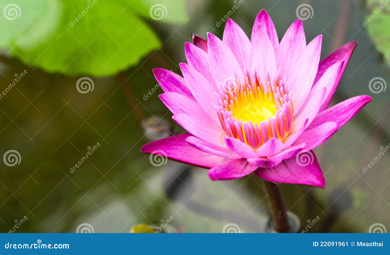 Pink lotus stock image. Image of blossom, asia, leaf - 22091961