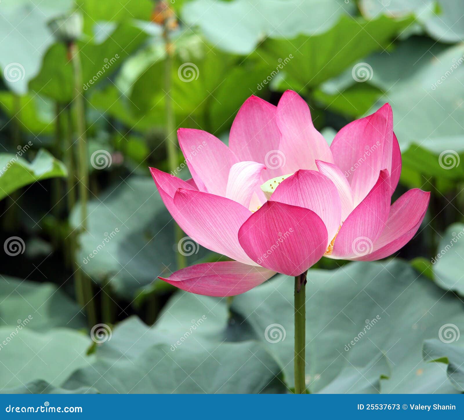 Pink lotus stock image. Image of sepal, environment, color - 25537673