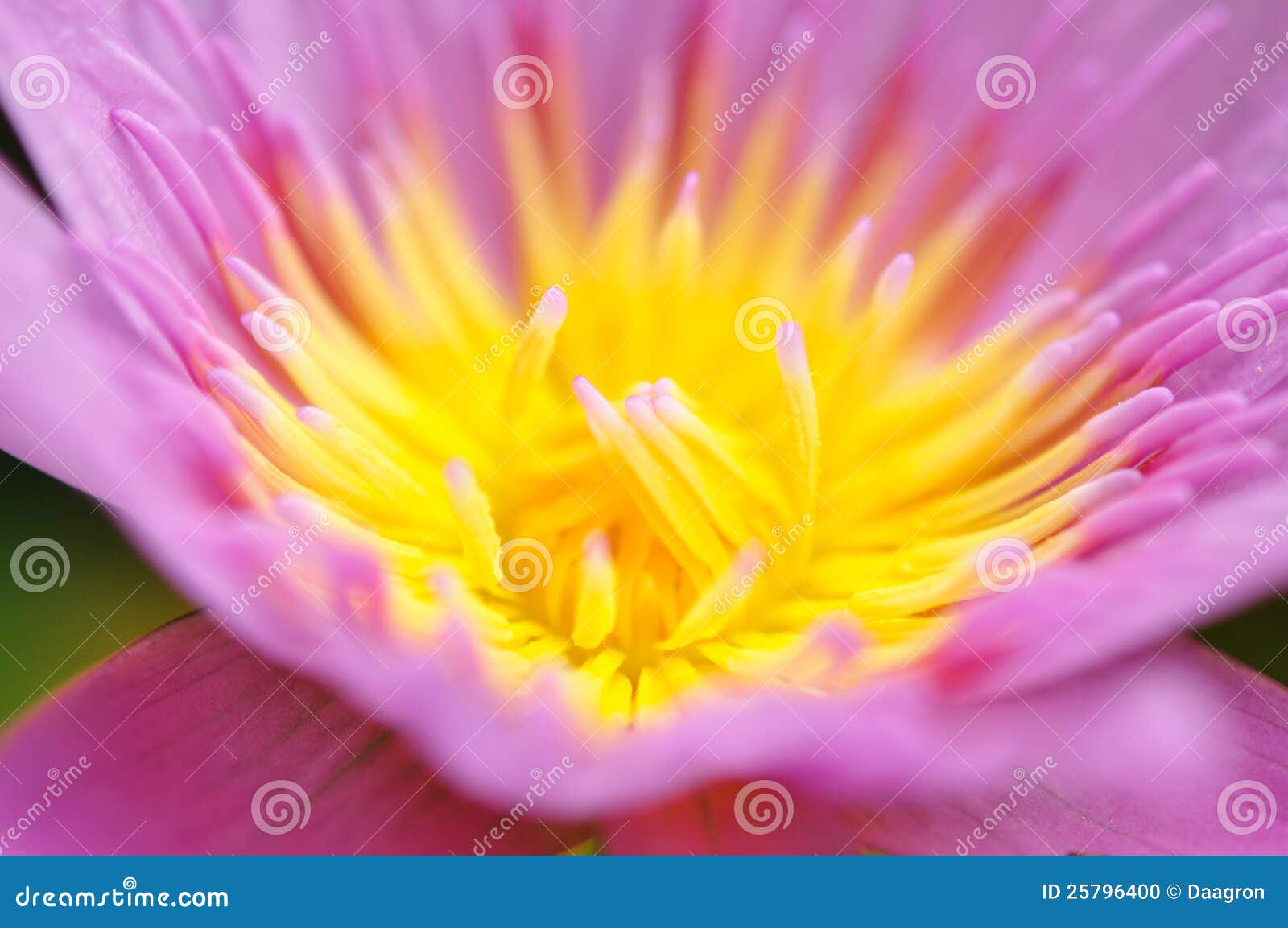 Pink lotus stock photo. Image of pink, lobe, lily, blossoming - 25796400