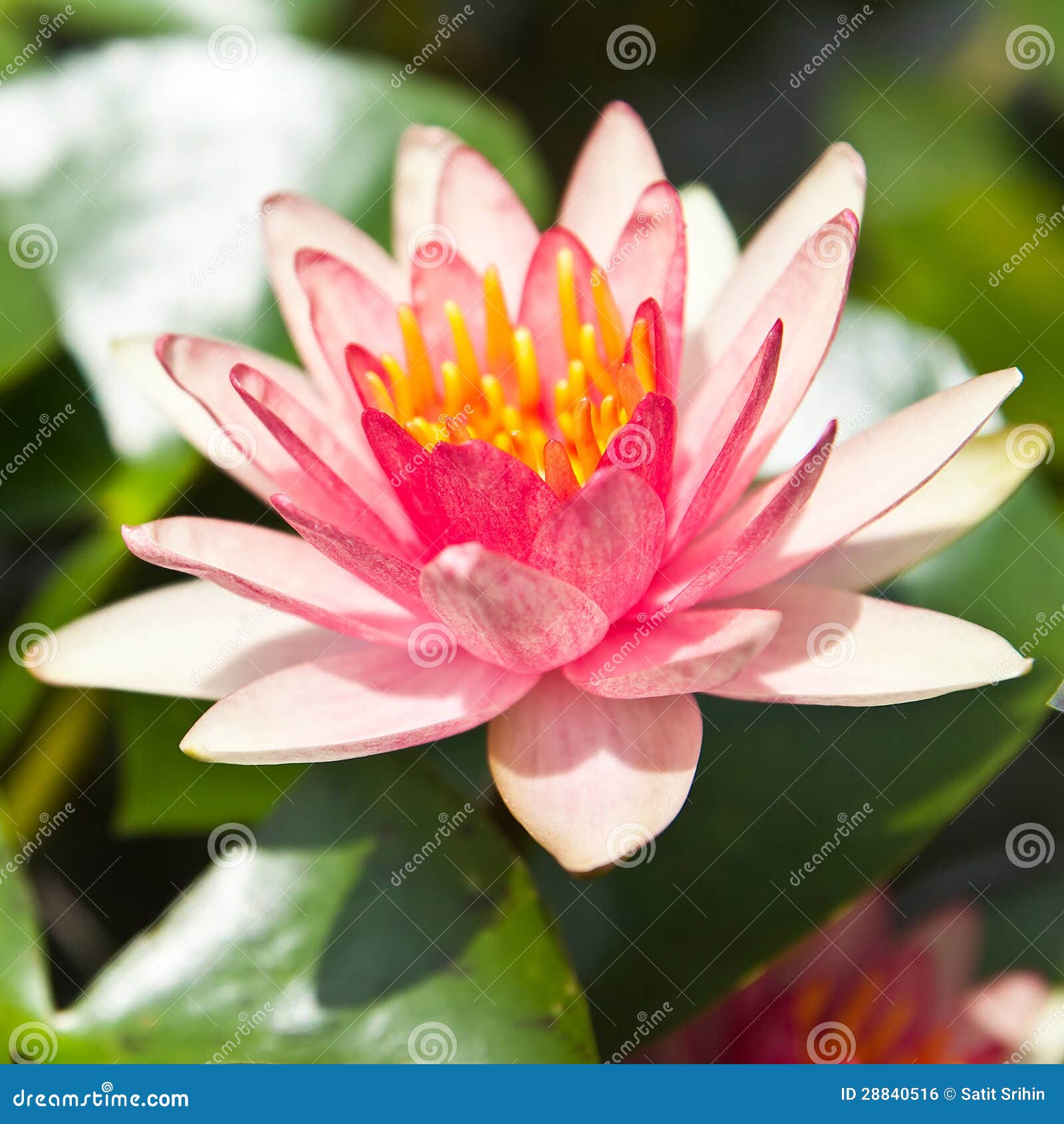 Pink Lotus stock photo. Image of garden, thailand, asia - 28840516