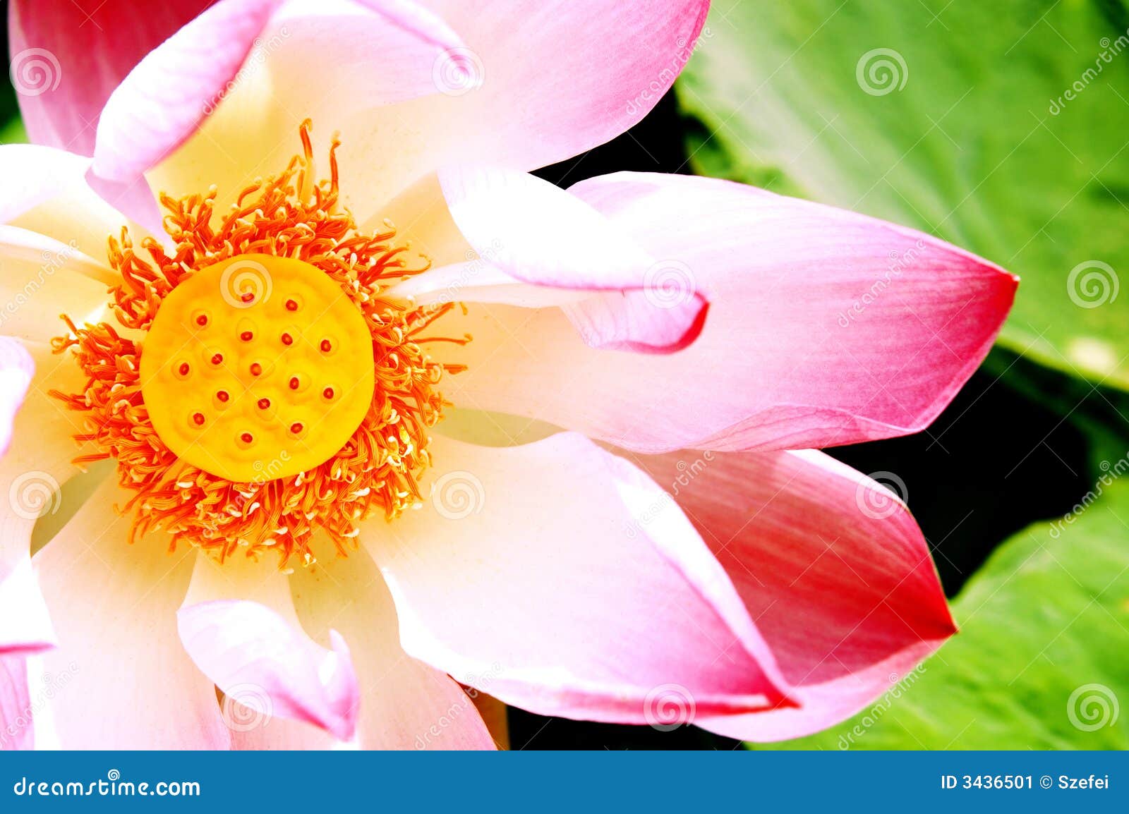 Pink lotus stock image. Image of elegance, element, close - 3436501