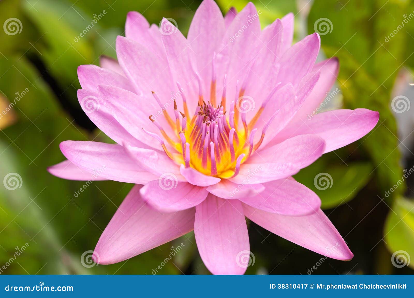 Pink Lotus stock image. Image of candy, floral, beauty - 38310417