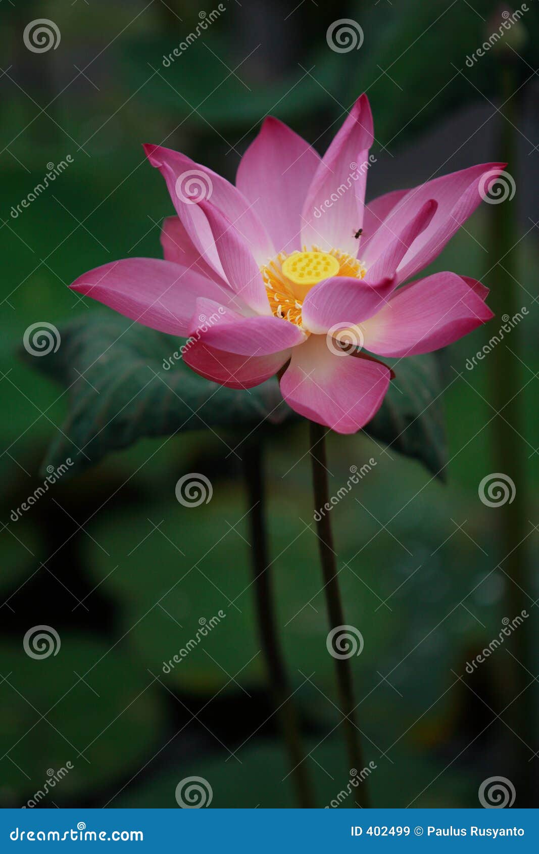 Pink Lotus stock image. Image of lotus, flower, harmony - 402499