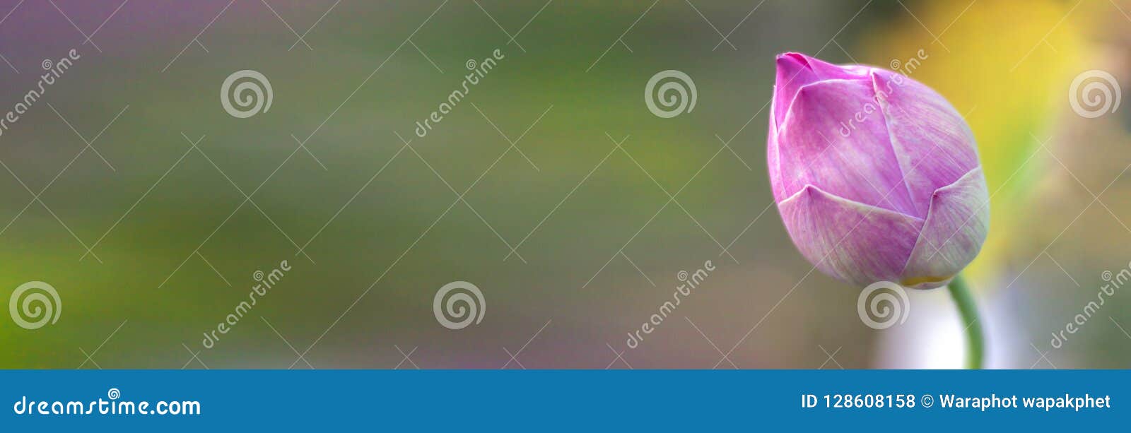 Pink Lotus Banner, with Empty Space, Write a Message or Make Stock ...