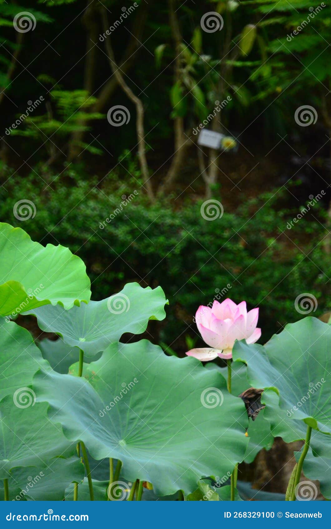 Pink Lotus, Beautiful Pink Flower Standing in Nature Stock Photo ...