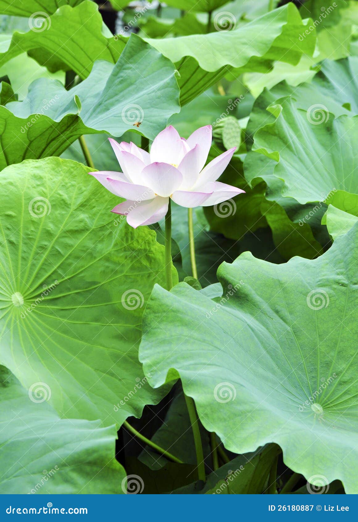 Pink lotus with bee stock image. Image of aquatic, closeup - 26180887
