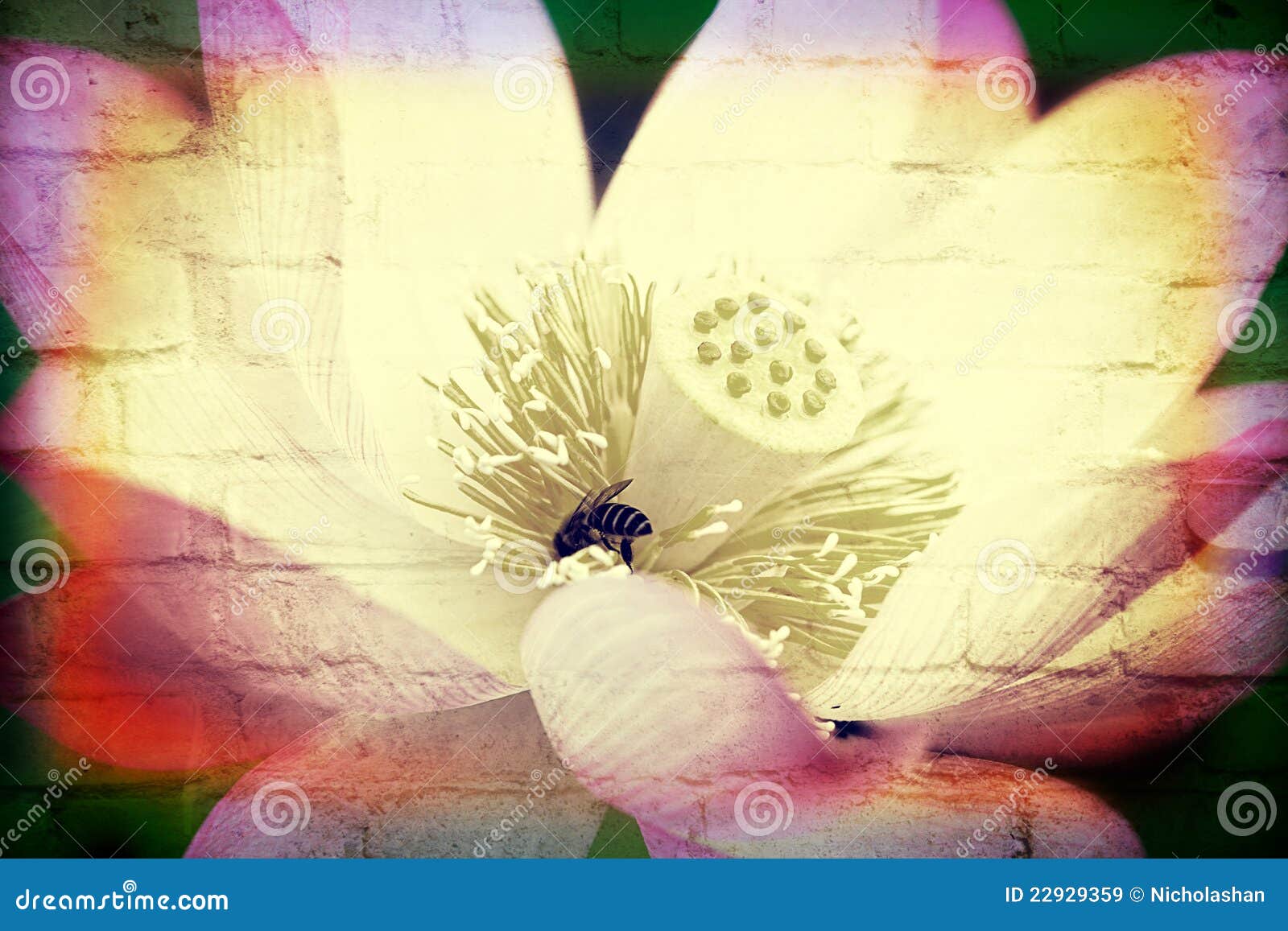 Pink Lotus with Bee for Texture Use Stock Image - Image of float, bloom ...