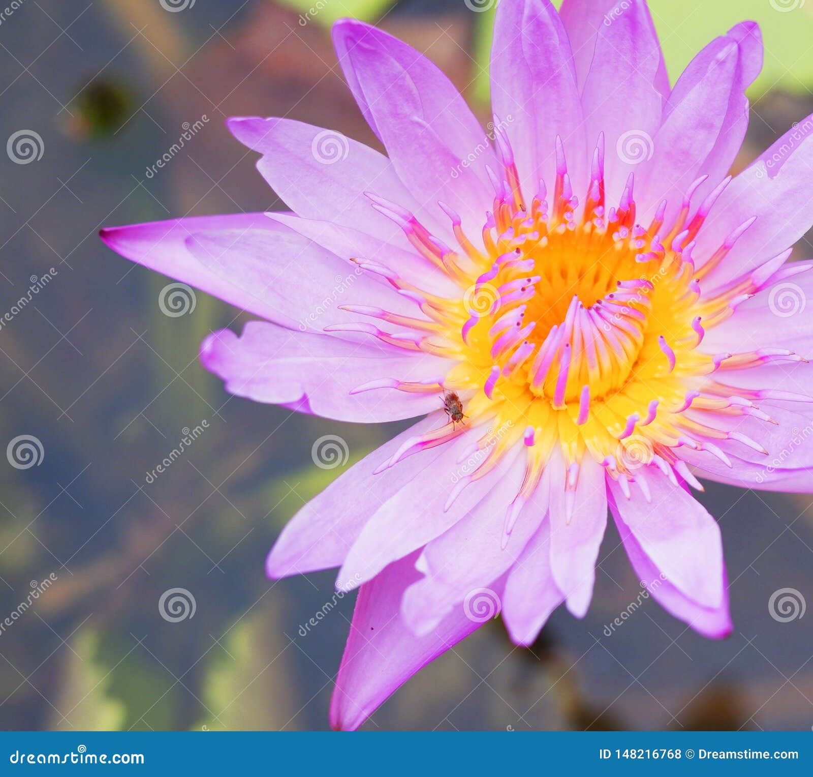 Pink Lotus Blooming with Insect on Top Stock Photo - Image of plant ...