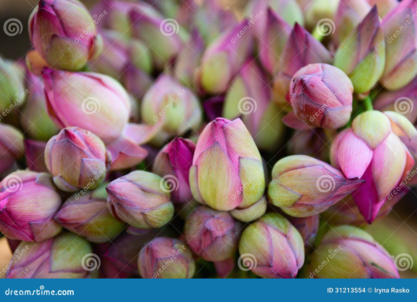 Pink lotus bud background stock photo. Image of close - 31213554