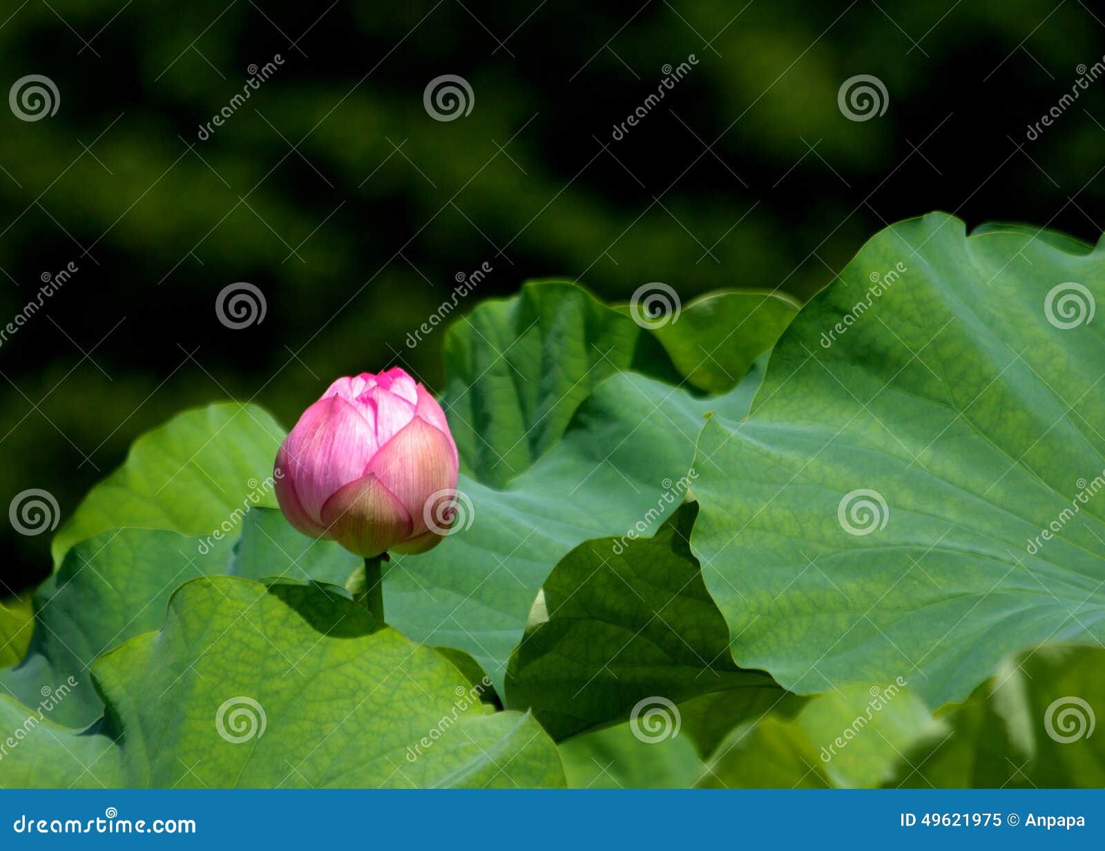 A pink lotus caliculus stock image. Image of beautiful - 49621975
