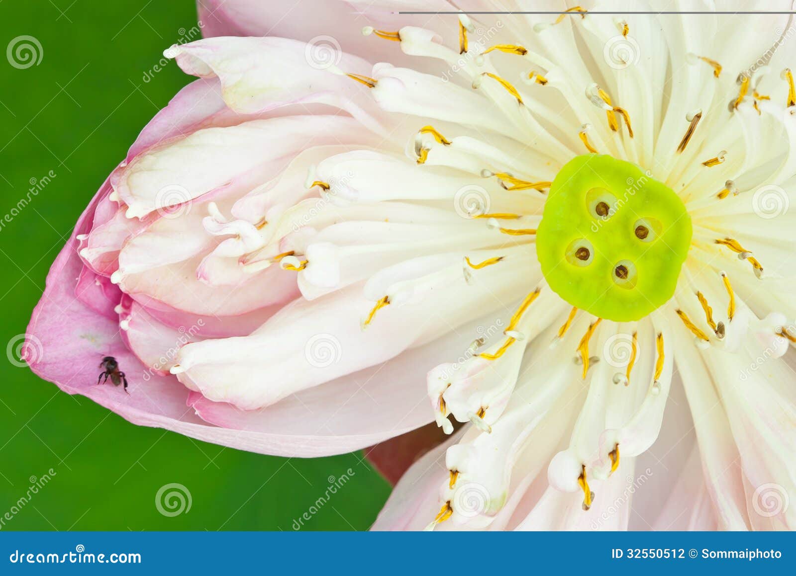 Pink lotus stock photo. Image of blooming, water, flora - 32550512