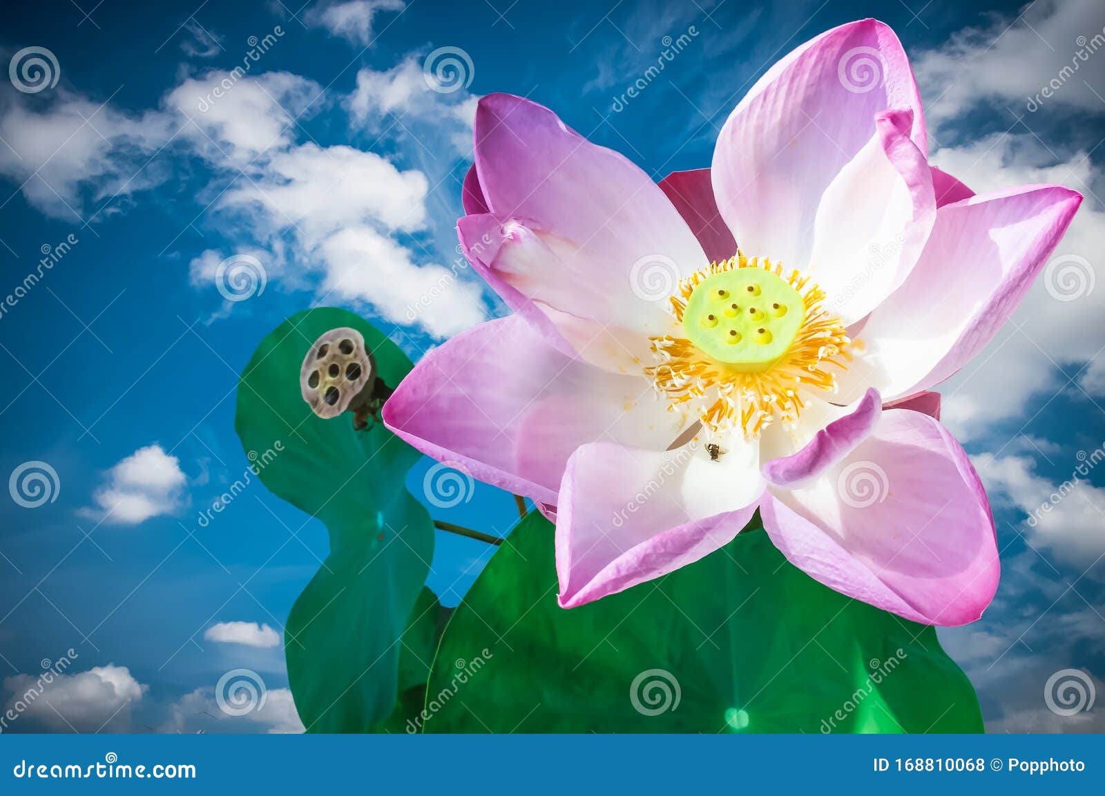 Pink Lotus with Cloud and Sky Stock Photo - Image of lily, white: 168810068