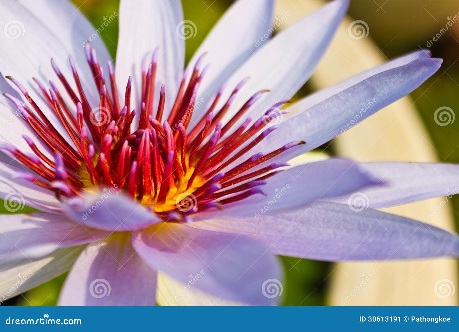 Pink lotus stock image. Image of beauty, nature, lotus - 30613191