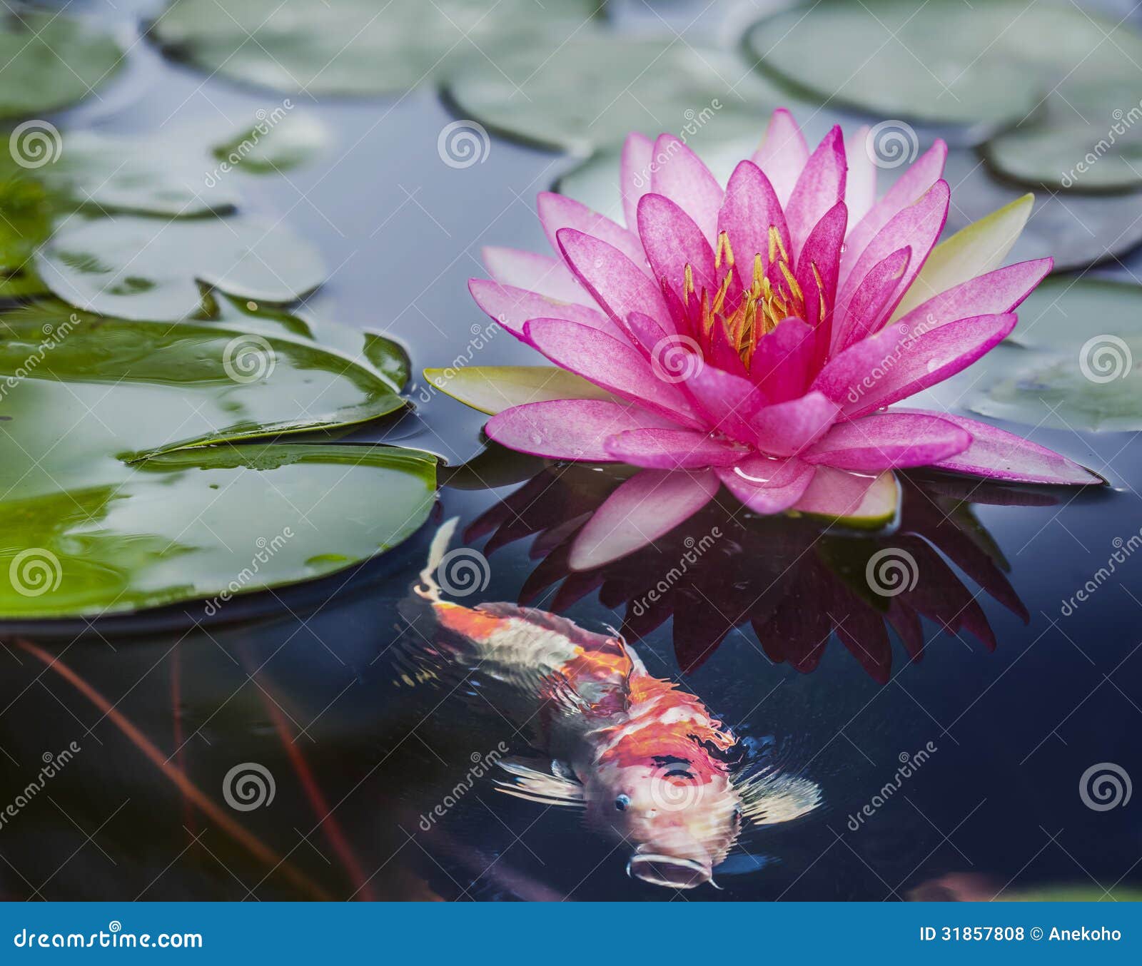 Pink lotus stock photo. Image of pink, leave, blossom - 31857808