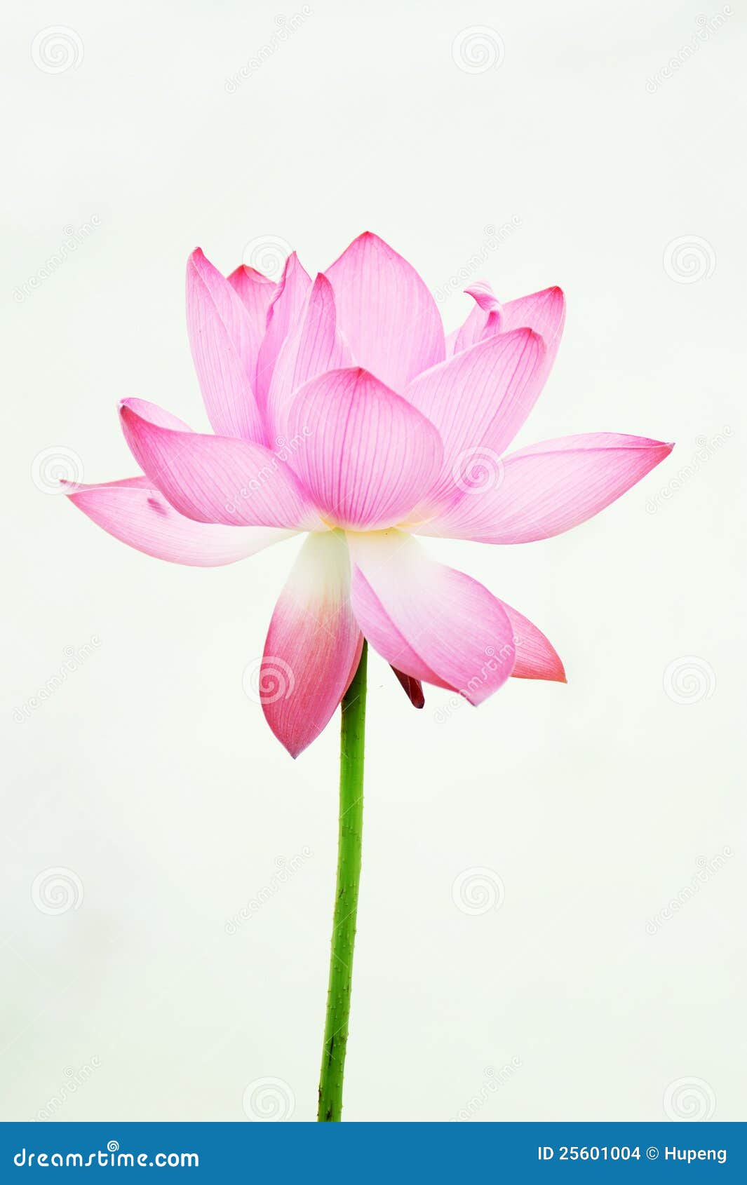 Pink Lotus Flowers On White Background, Watercolor Drawing, Floral ...