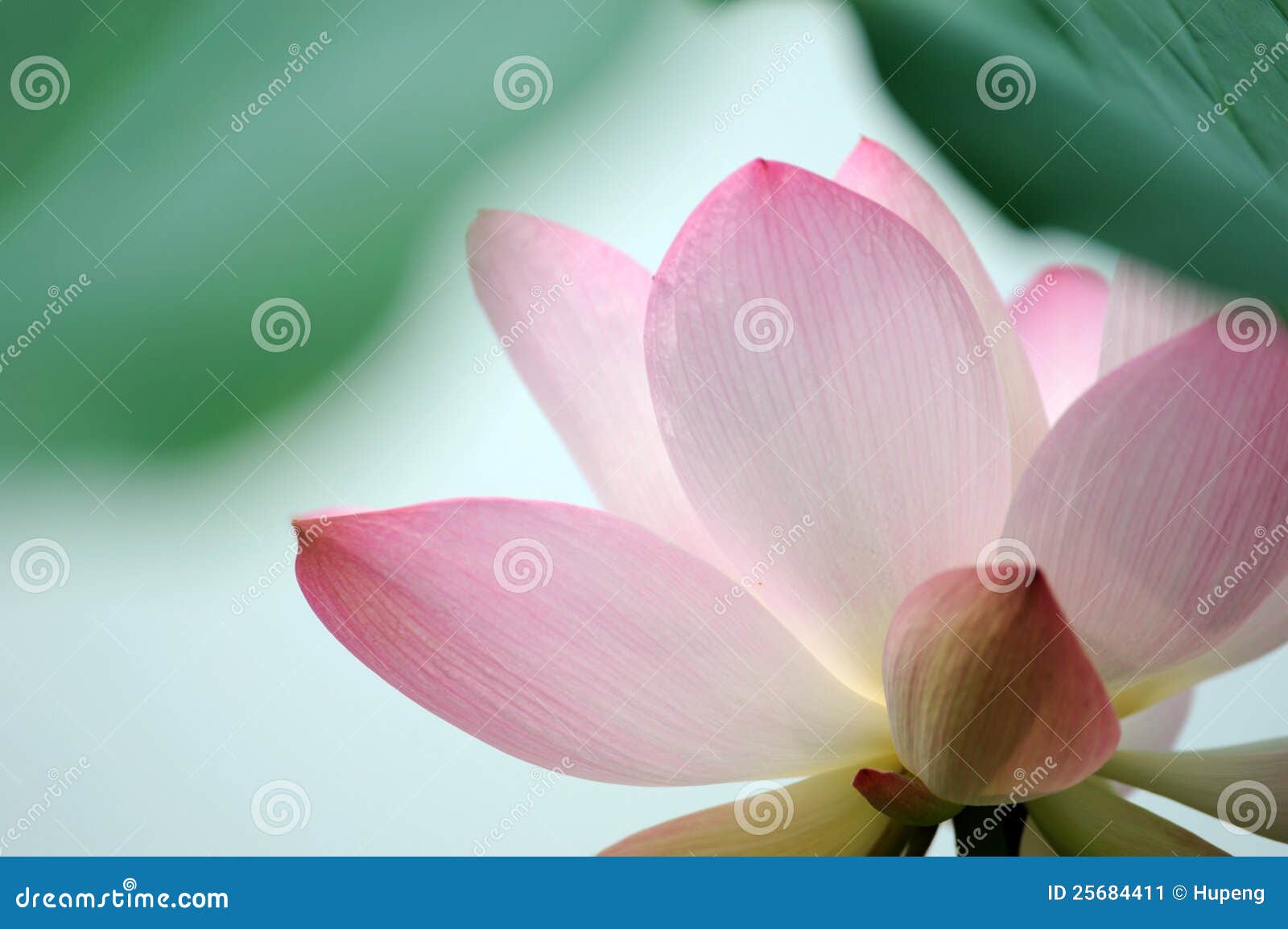 Pink Lotus flower stock image. Image of beautiful, elegant - 25684411