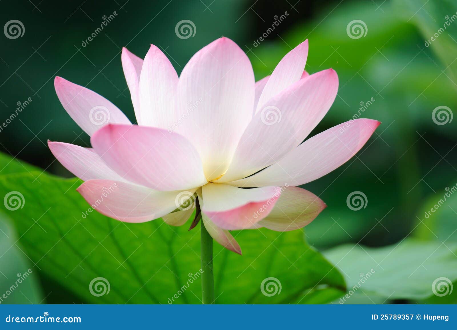 Pink Lotus flower stock image. Image of botanical, color - 25789357