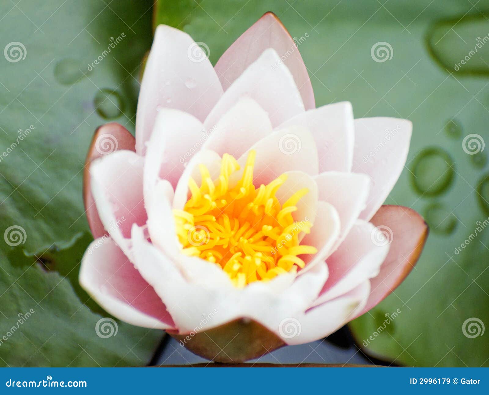 640 Pink Lotus Flower Center Photos - Free & Royalty-Free Stock Photos ...