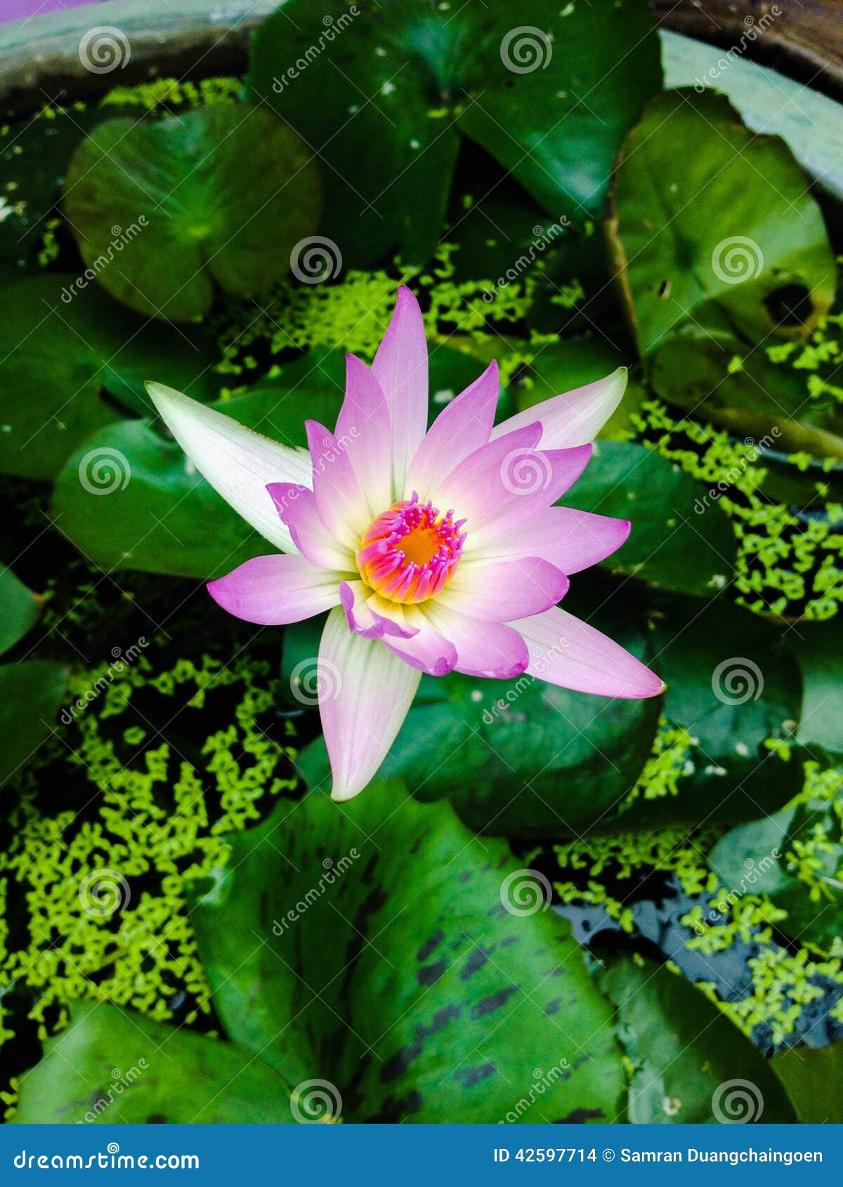 Pink lotus editorial stock image. Image of pink, lotus - 42597714