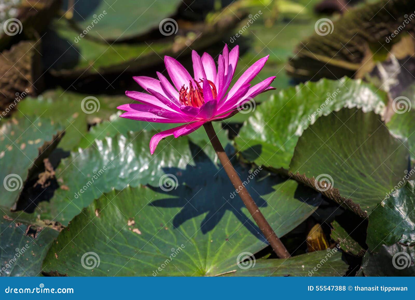 Pink lotus stock photo. Image of detail, natural, closeup - 55547388