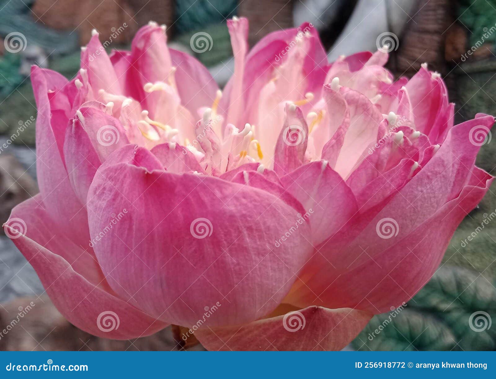 A Pink Lotus Flower Blooming, Beautiful and Bright. Stock Photo - Image ...