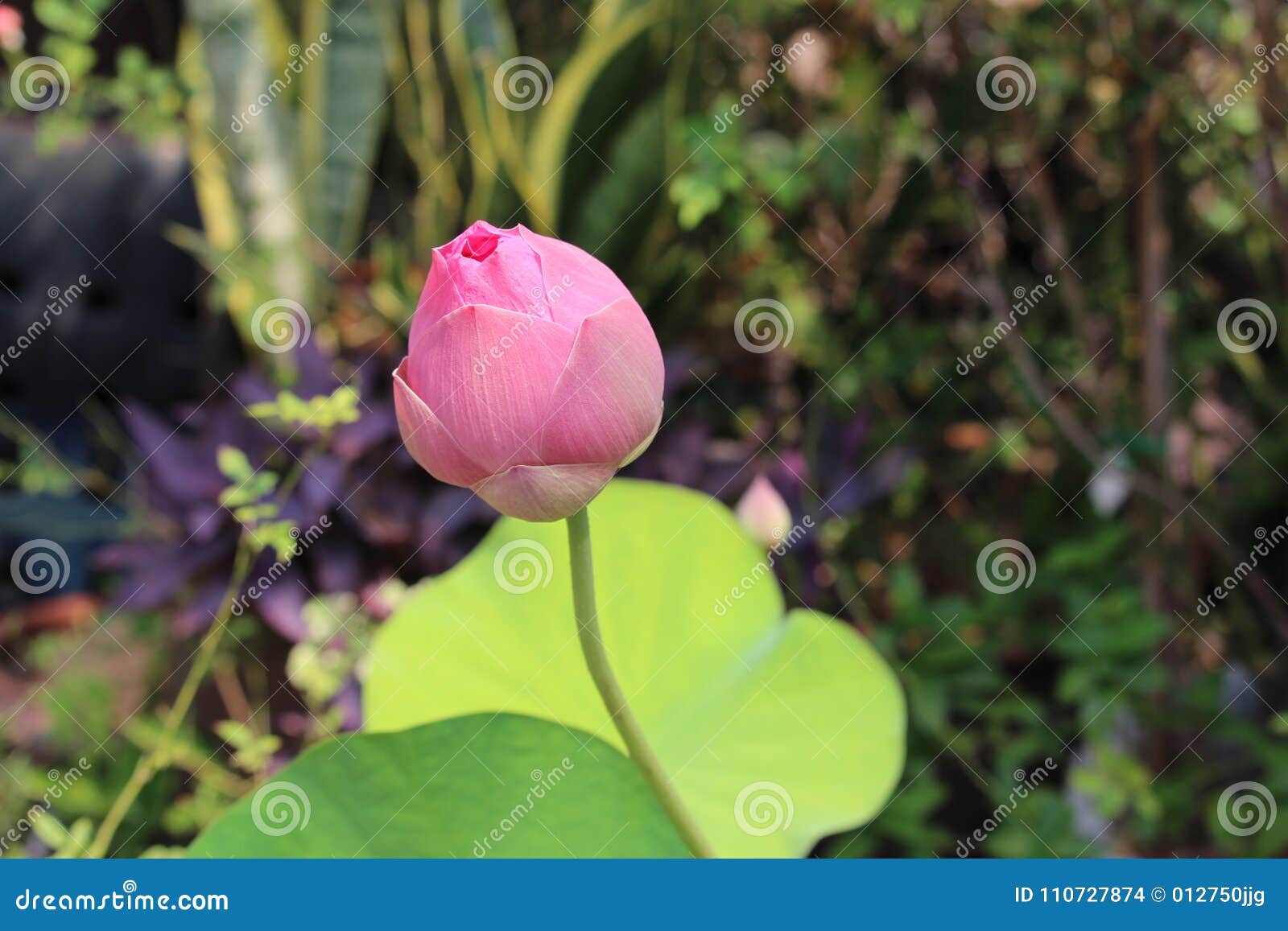Budding Lotus bloom stock photo. Image of budding, flower - 110727874