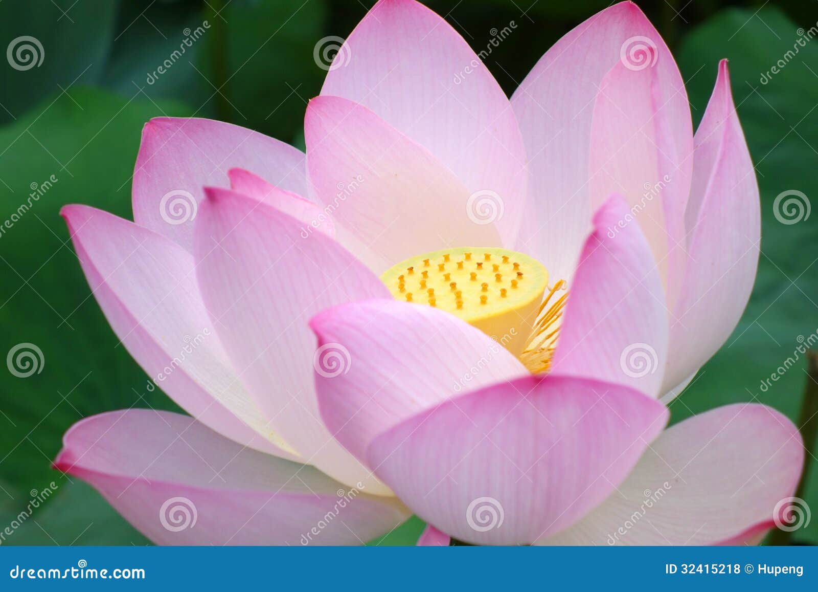 Pink Lotus flower stock photo. Image of asia, beauty - 32415218