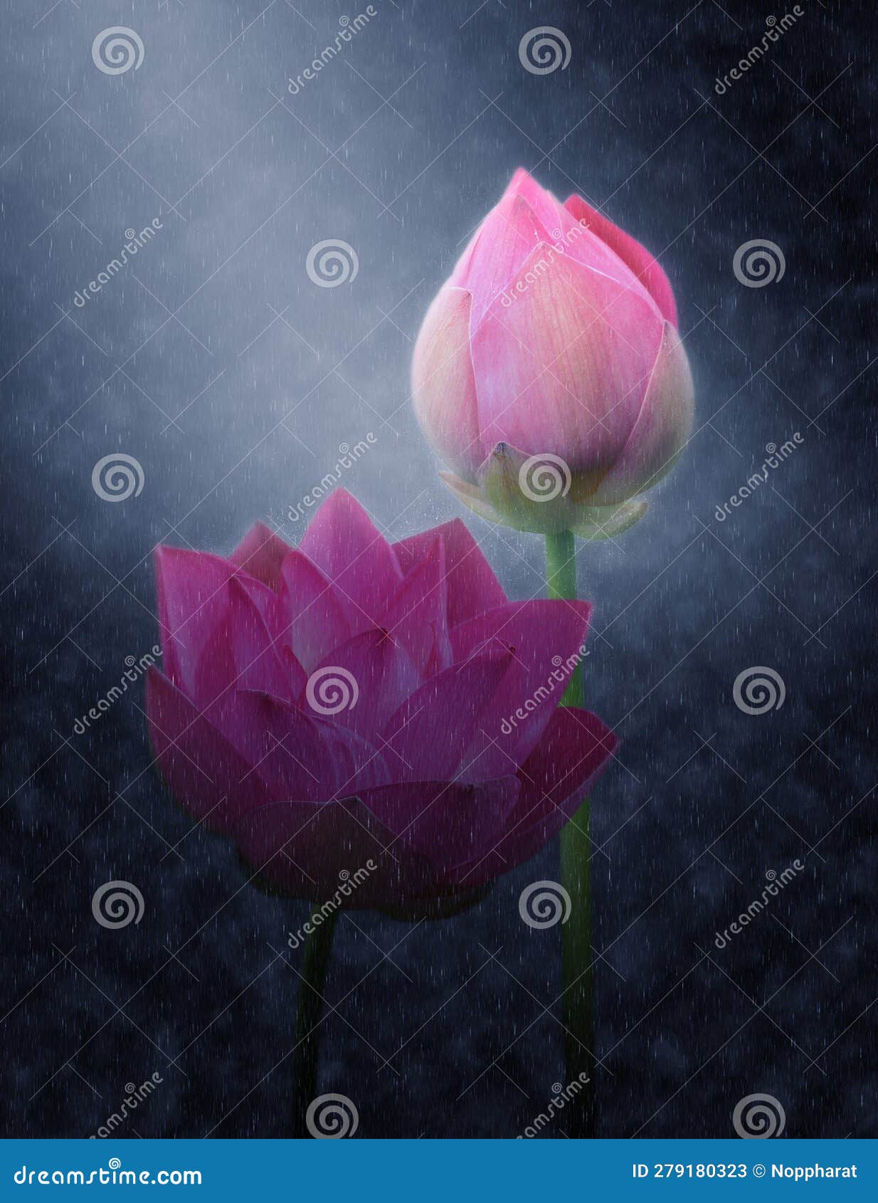 Pink Lotus Flower in the Falling Rains Stock Image - Image of flora ...