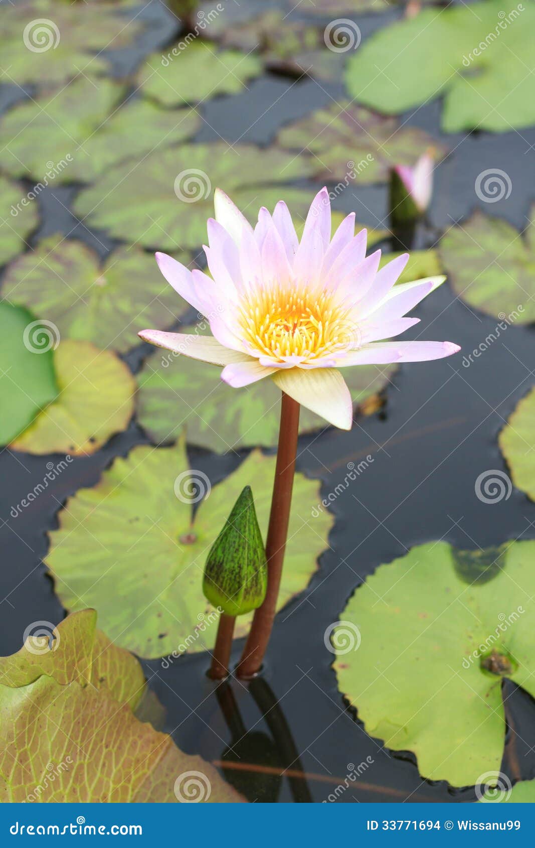 Pink Lotus Flower in Full Bloom. Stock Photo - Image of nature, natural ...