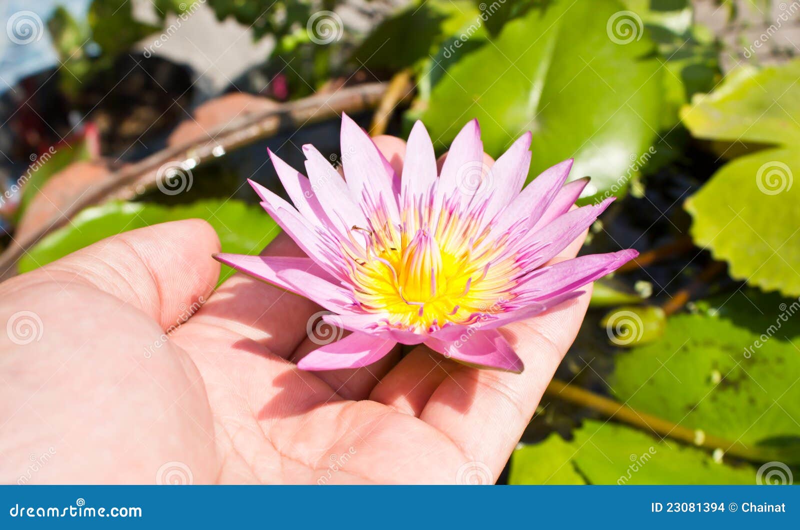 Pink lotus flower in hand stock photo. Image of background - 23081394
