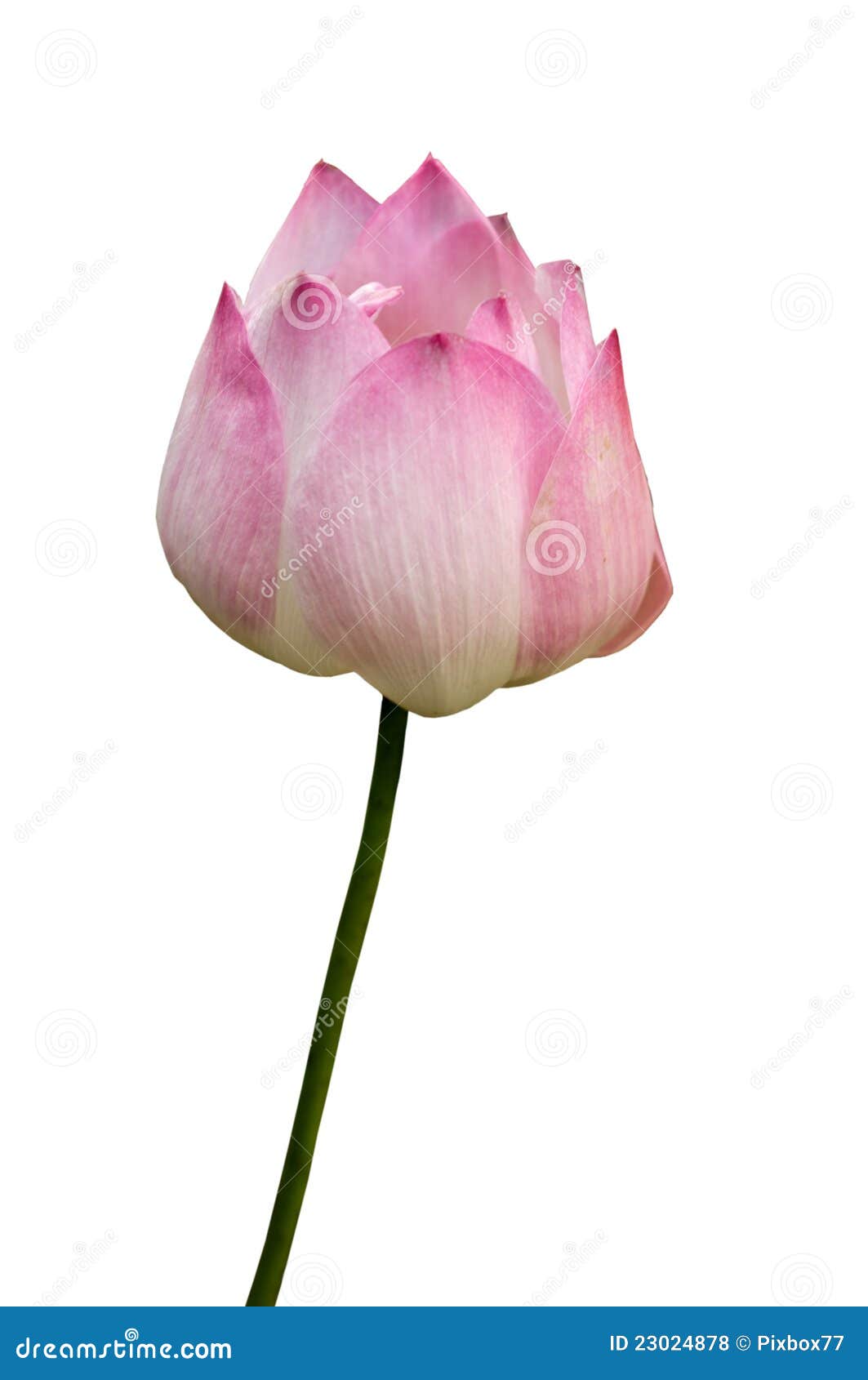 Pink lotus flower isolated stock photo. Image of abstract - 23024878