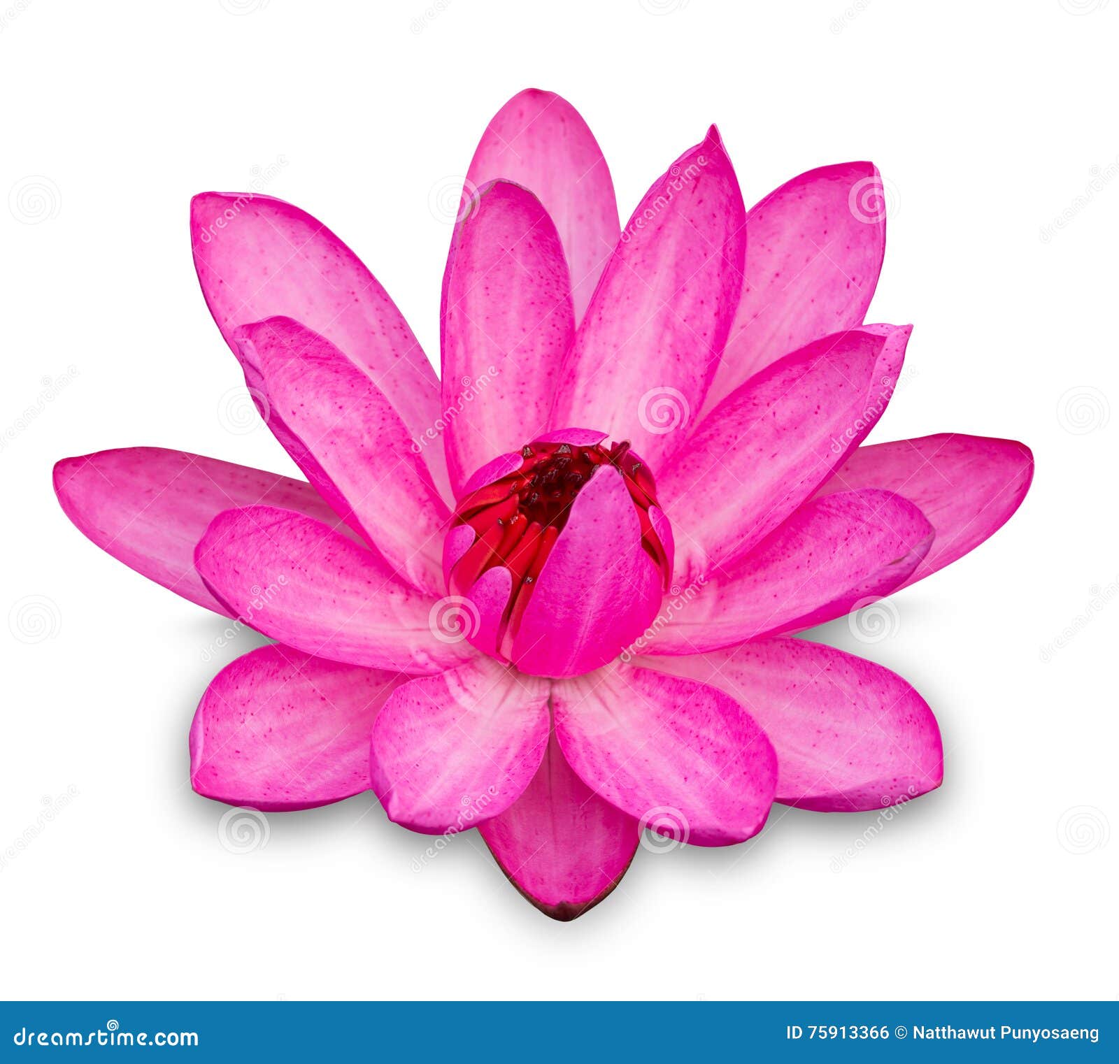 Pink Lotus Flower Isolated on White Stock Photo - Image of culture ...