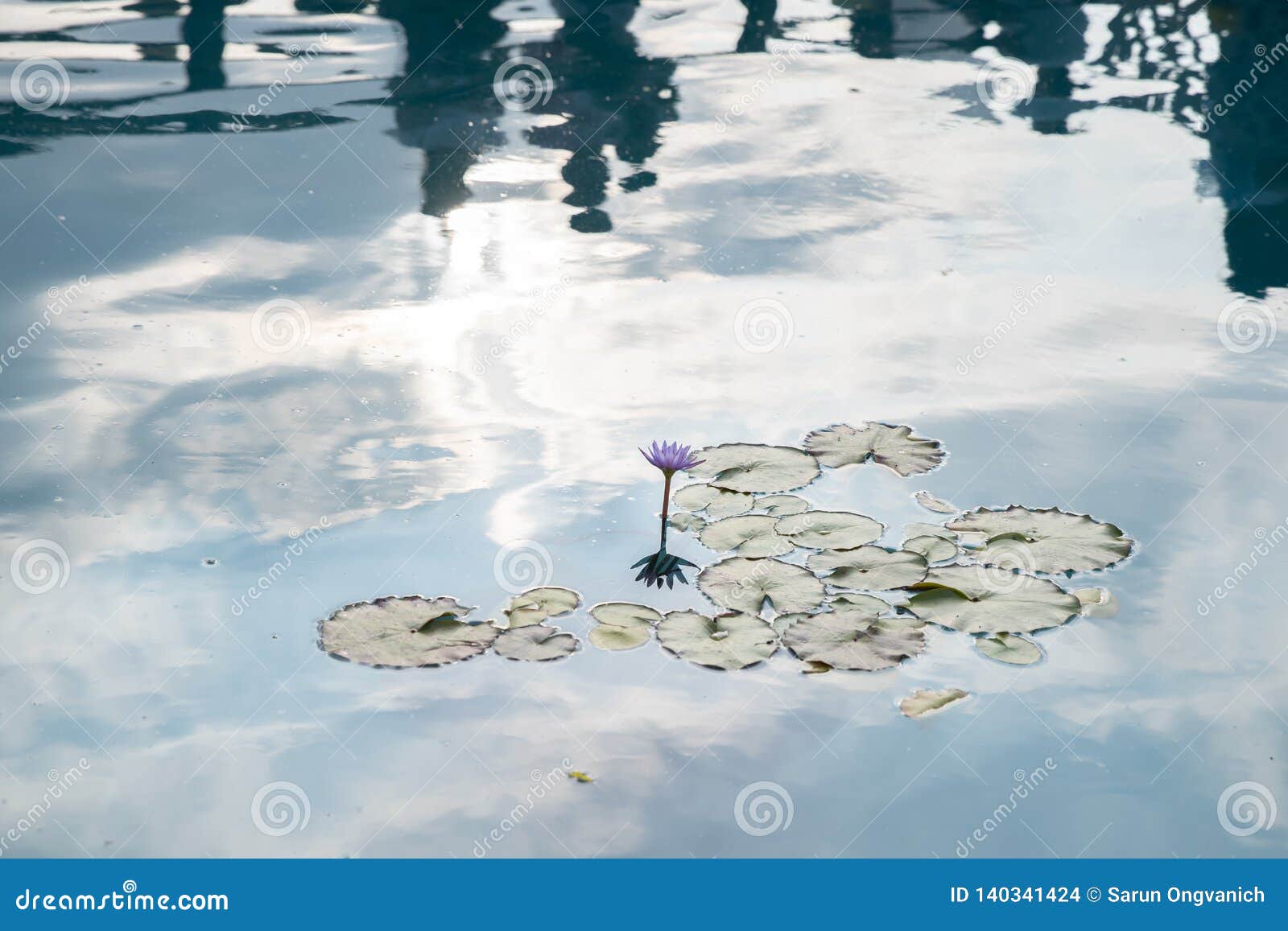 Pink Lotus Flower in the Pool with the Reflection of the Sky Stock ...