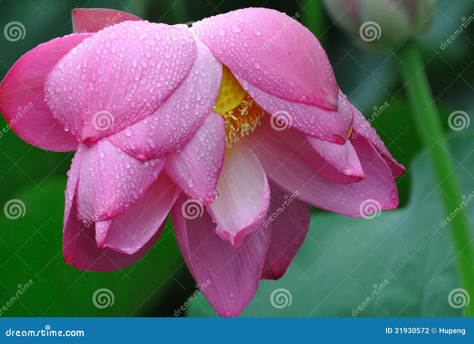 Pink Lotus Flower in the Rain Stock Photo - Image of beauty, ecology ...