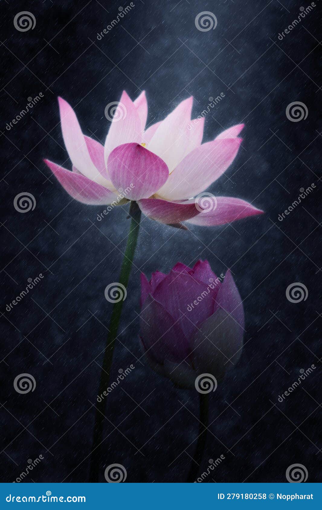 Pink Lotus Flower in the Rains Stock Photo - Image of china, flourish ...