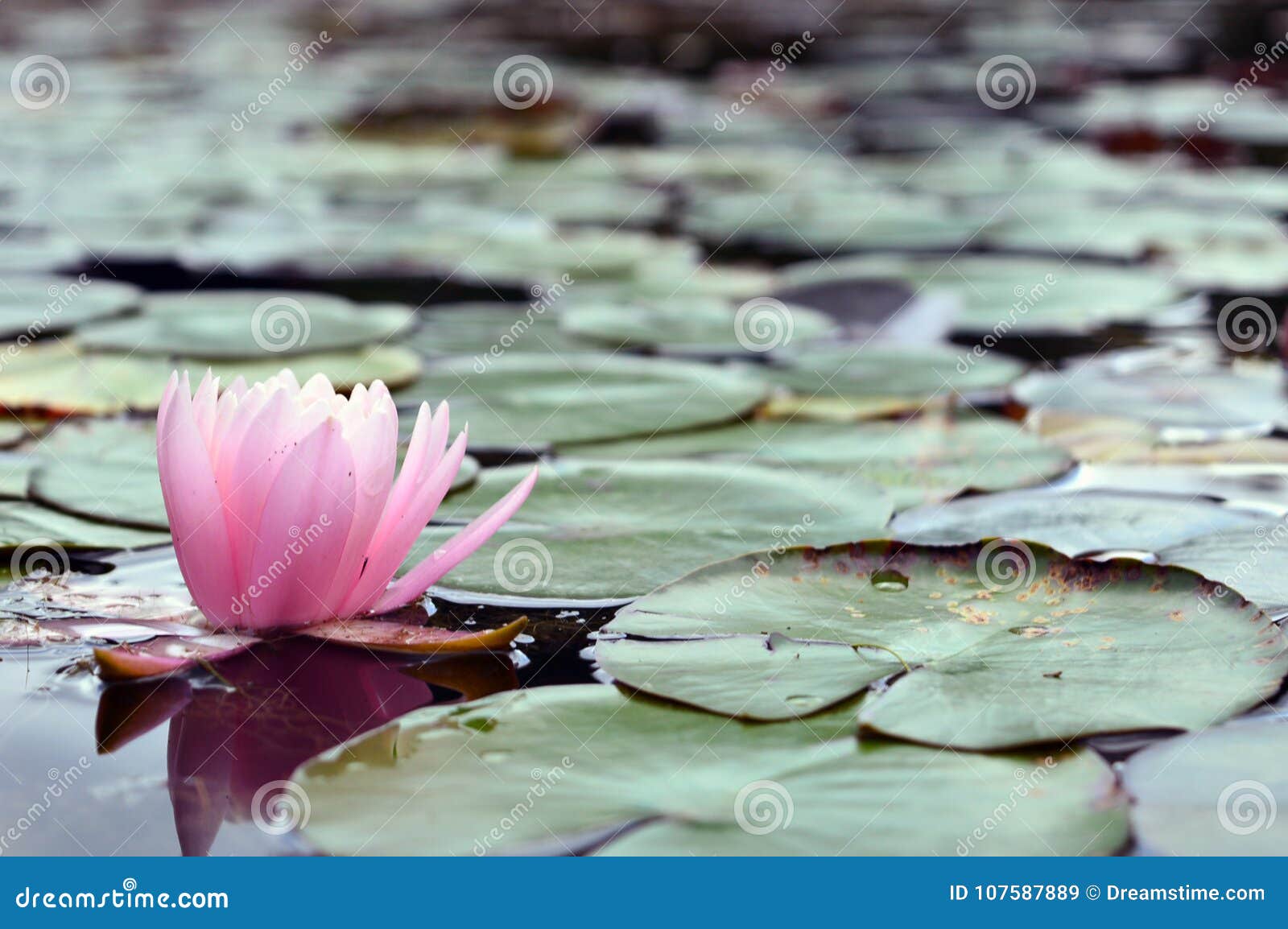 The Pink Lotus Flower on the River Stock Image - Image of lotus ...
