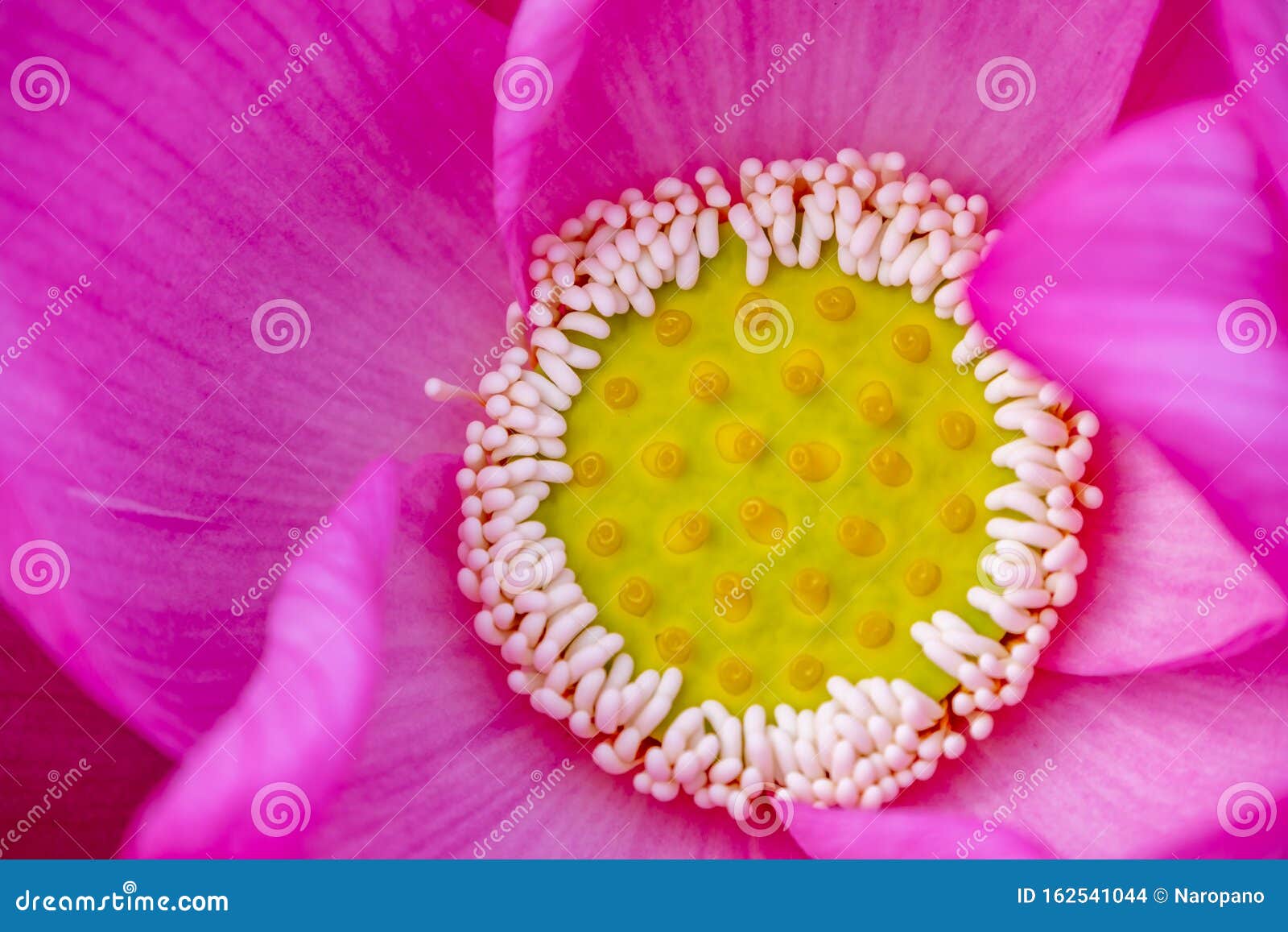 Beauty Lotus Flower Spa Stock Images - Download 3,815 Royalty Free Photos